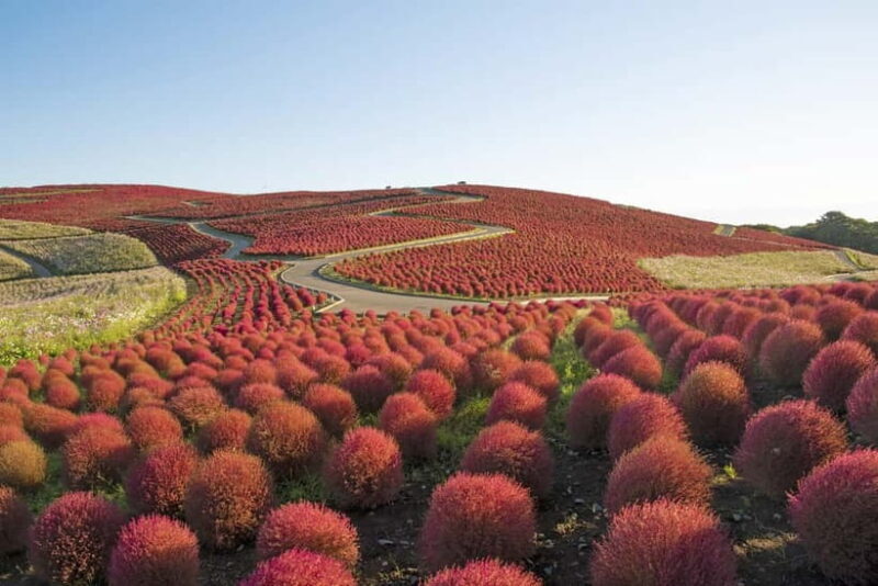 From Tokyo: Hitachi seaside Park & Oarai Isosaki Shrine Tour - Who Will Love This Tour