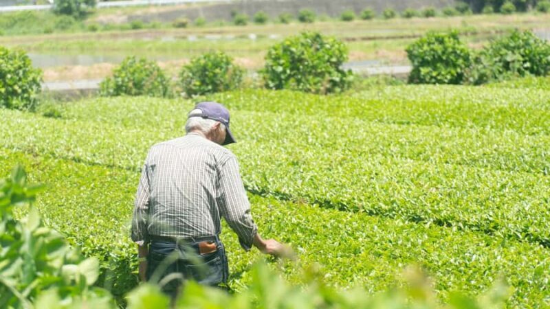 From Tokyo: Kaisei Tea Leaf Picking & Farm-to-Table Lunch - Who Is This Tour Best For?