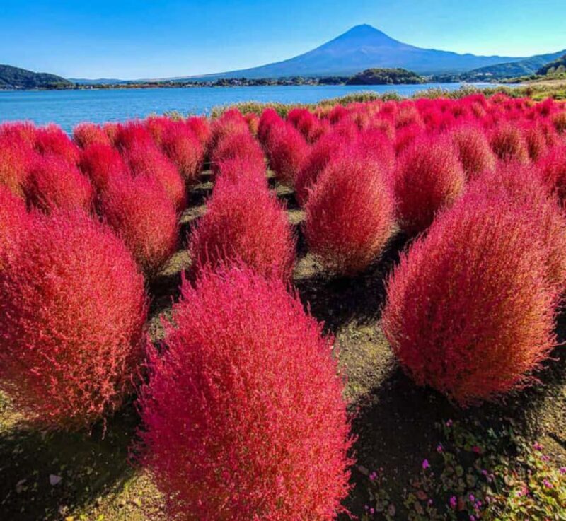 From Tokyo: Mount Fuji and Hakone Customizable Private Tour - Practical Details: What to Expect