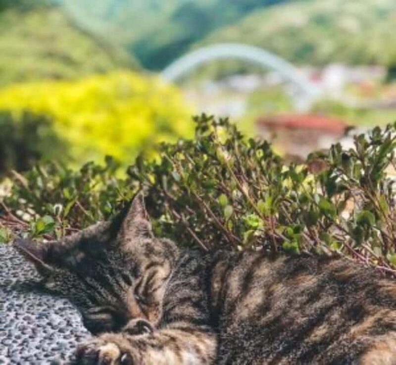 From Tokyo: Mount Fuji Full Day Private Customizable Tour - Key Points