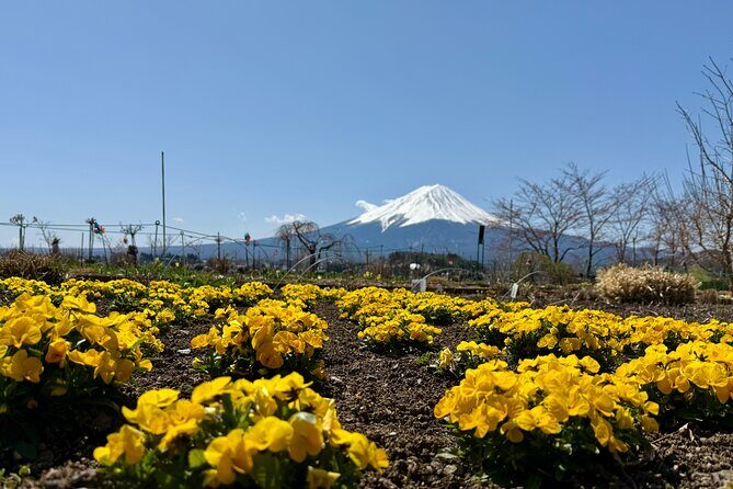 From Tokyo: Mount Fuji Private Trip with English Speaking Driver - The Sum Up