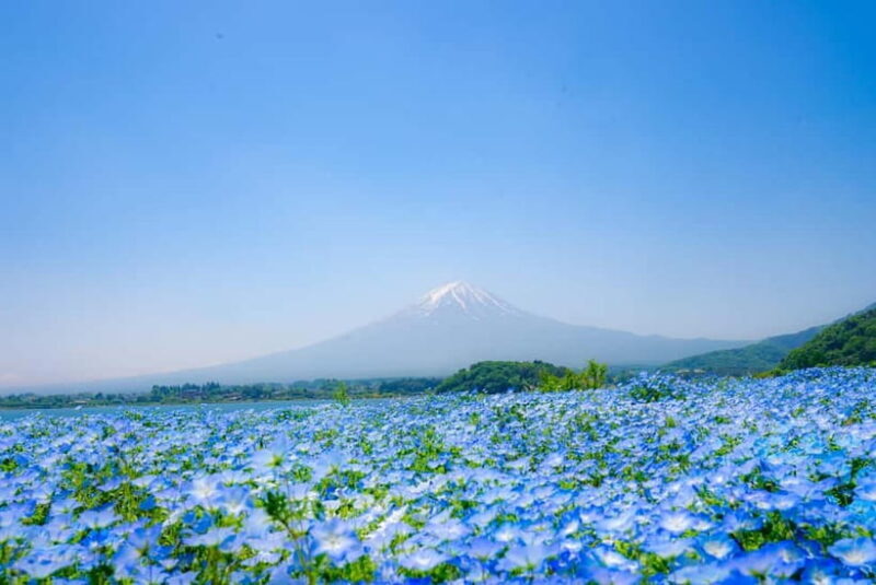 From Tokyo: Mt Fuji, Arakurayama and Kawaguchi Lake Day Trip - Final Thoughts