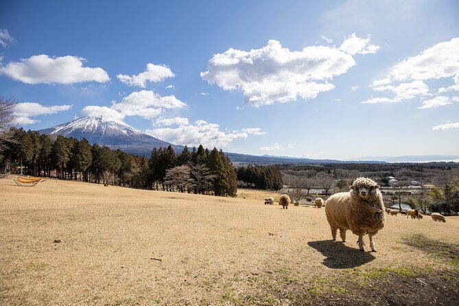 From Tokyo Mt.Fuji, Lake Kawaguchi, Makaino Farm day tour - FAQ Section