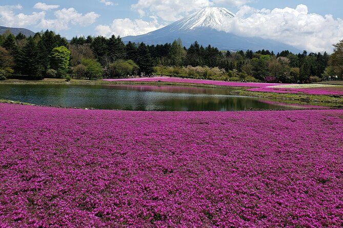 From Tokyo-MT Fuji PVT 1 Day Customized Tour with English Driver - Oishi Park: Flower Power and Scenic Views