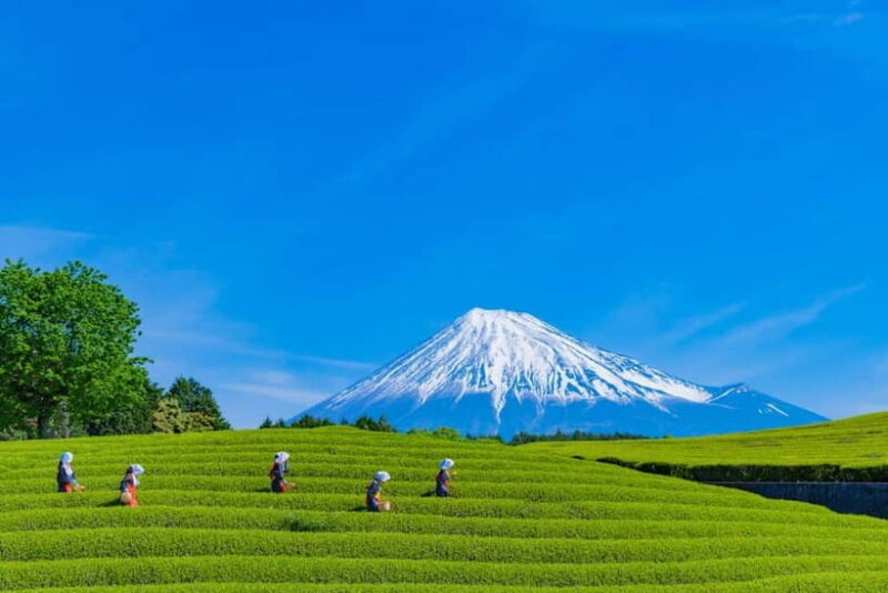 From Tokyo: Must-Visit Mount Fuji Highlight Full-Day Tour - To sum it up: is this tour right for you?