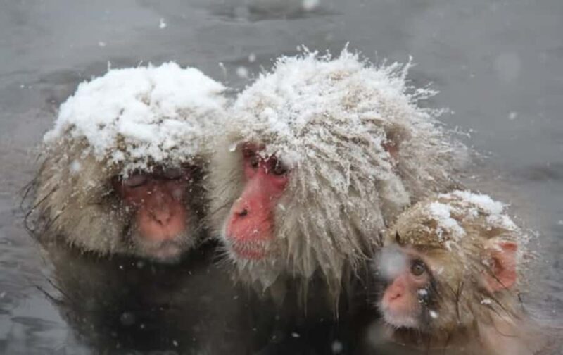 From Tokyo: Nagano Day Private Tour With English Driver - Final Thoughts