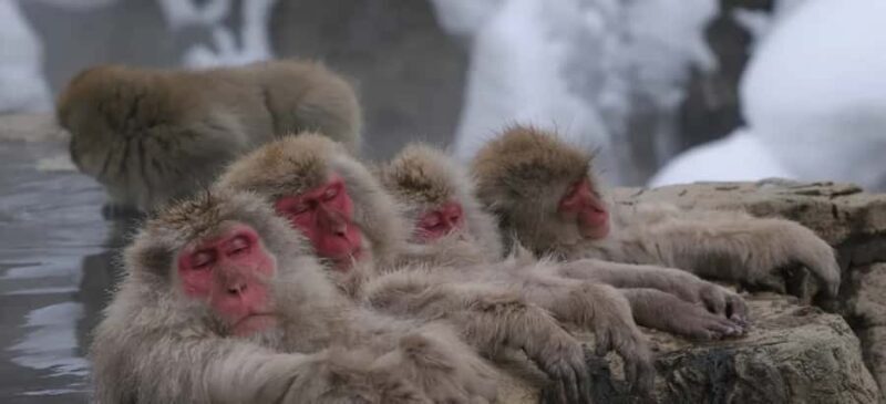 From Tokyo: Nagano Day Private Tour With English Driver - FAQ