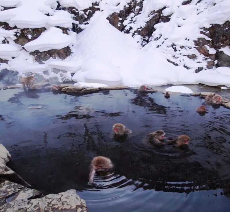 From Tokyo: Nagano Private Tour with English-Speaking Driver - Why Choose a Private Tour from Tokyo to Nagano?