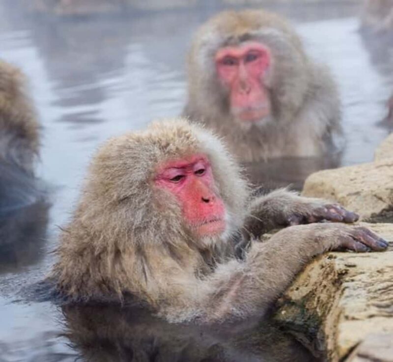 From Tokyo: Nagano Private Tour with Snow Monkeys - An In-Depth Look at the Nagano Private Tour