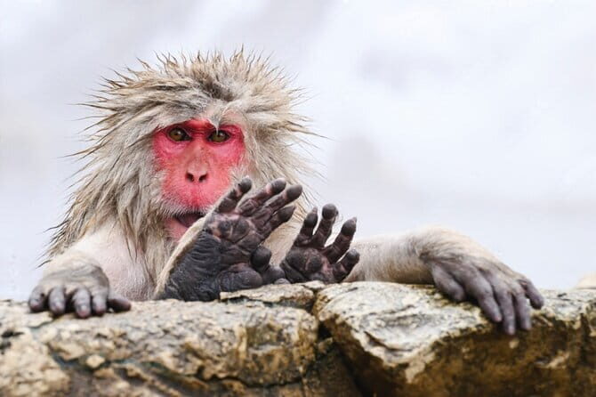 From Tokyo: Nagano Snow Monkey Park Private Tour - A Practical Overview of the Tour Experience