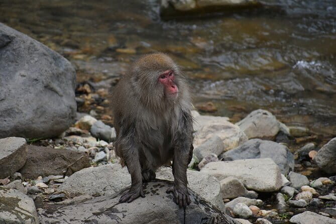 From Tokyo: Nagano Snow Monkey Park Private Tour - Itinerary Breakdown: What to Expect