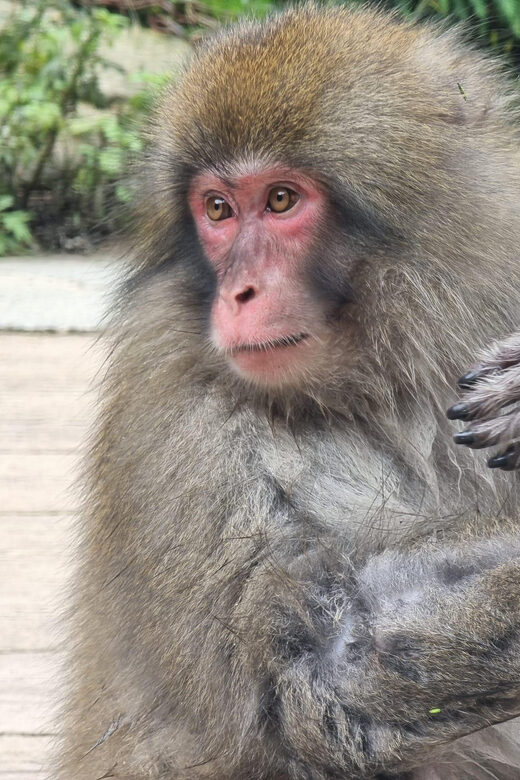 From Tokyo: Nagano Snow Monkey Park Tour With English Driver - Key Points