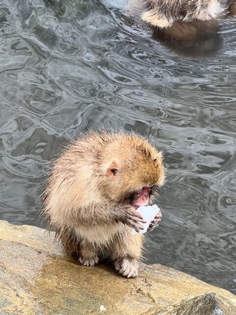 From Tokyo: Nagano Snow Monkey Park Zenkoji Temple Day Trip - Key Points