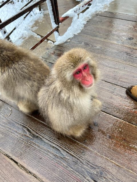 From Tokyo: Nagano Snow Monkey Park Zenkoji Temple Day Trip - An In-Depth Look at the Tour Experience