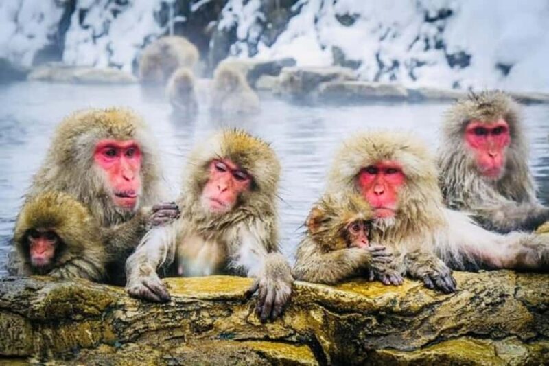 From Tokyo/Nagano: Snow Monkey Zenkoji Temple Private tour. - An Authentic Day in Nagano: What to Expect