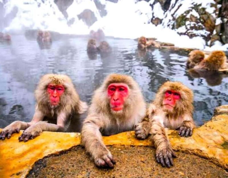From Tokyo/Nagano: Snow Monkey Zenkoji Temple Private tour. - The Itinerary Breakdown