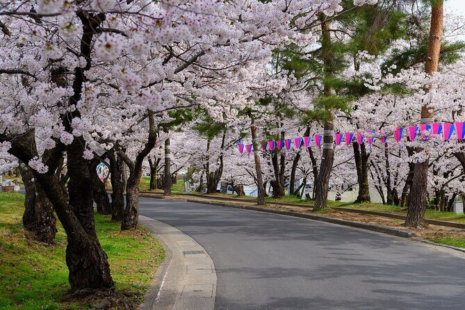 From Tokyo: National Treasure Matsumoto Castle & Cherry Blossom - Who Will Love This Tour?