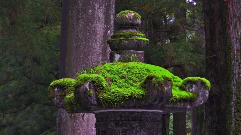 From Tokyo: Nikko Full Day Private Sightseeing Tour - An Intro to the Tour Experience