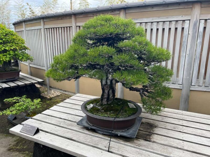 From Tokyo: Omiya Bonsai Village Tour with Licensed Guide - Key Points
