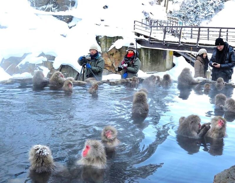 From Tokyo or Nagano: Private Snow Monkey Park Full day trip - Who Is This Tour Best For?