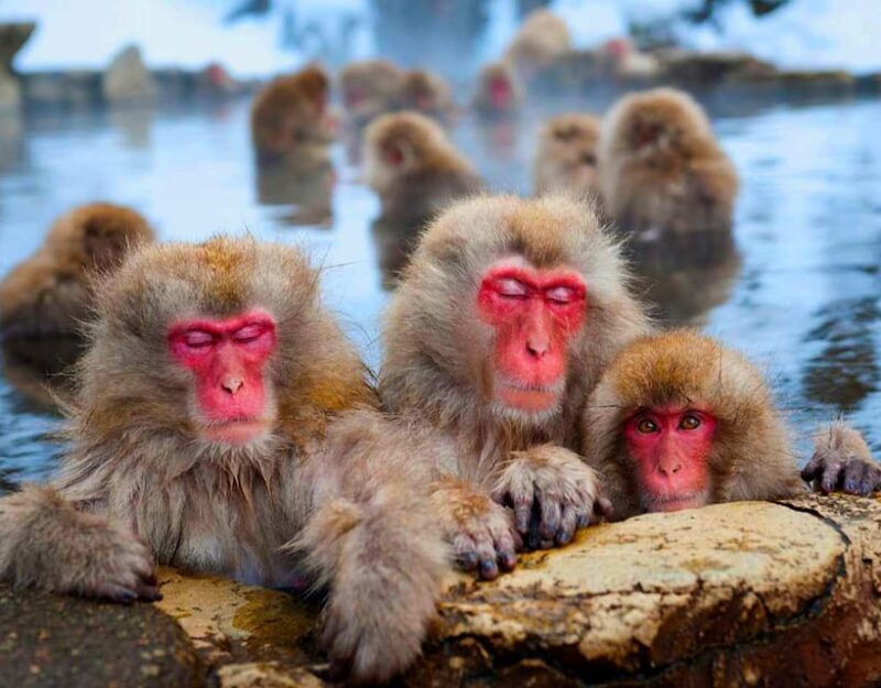 From Tokyo or Nagano: Private Snow Monkey Park Full day trip - Final Thoughts