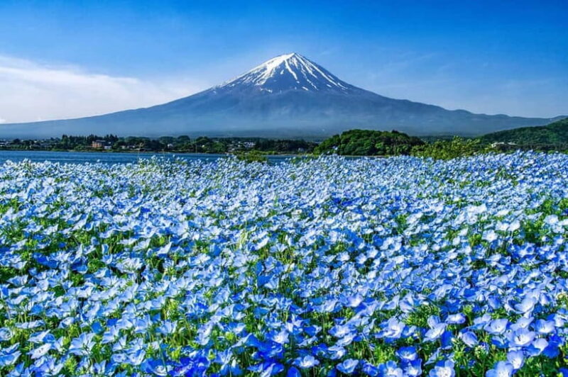 From Tokyo: Private Mount Fuji Day Trip by Car - From Tokyo: Private Mount Fuji Day Trip by Car — A Detailed Review