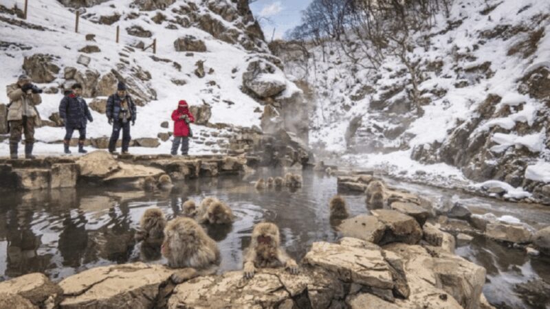 From Tokyo: Private Tour Snow Monkey Park & Zenko-ji Temple - Discover the Charm of Japan’s Snowy Highlands: A Review of the Private Snow Monkey & Zenko-ji Temple Tour from Tokyo