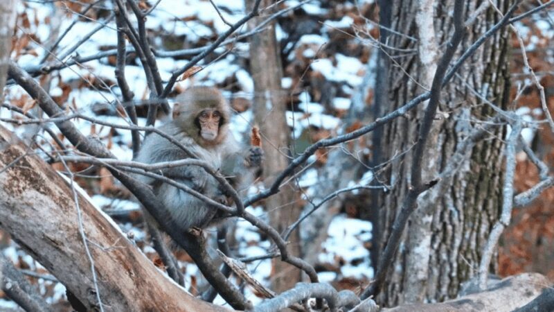 From Tokyo: Private Tour Snow Monkey Park & Zenko-ji Temple - Practical Considerations and Tips
