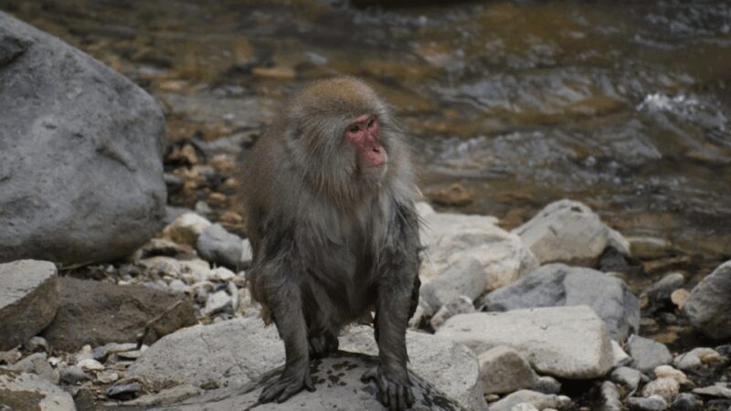 From Tokyo: Private Tour Snow Monkey Park & Zenko-ji Temple - Final Thoughts