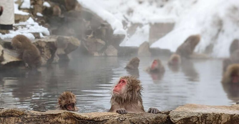 From Tokyo: Snow Monkey 1 Day Tour with Beef Sukiyaki Lunch - Exploring the Itinerary: What You Can Expect