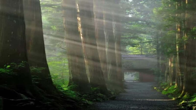 From Tokyo: Snow Monkey Full Day Customizable Private Tour - FAQ