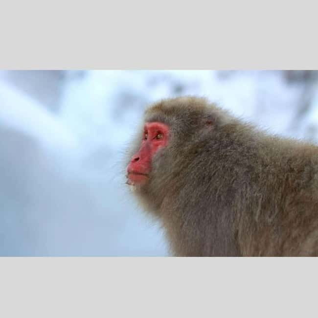 From Tokyo: Snow Monkey Park and Miso Production Day Tour - Key Points