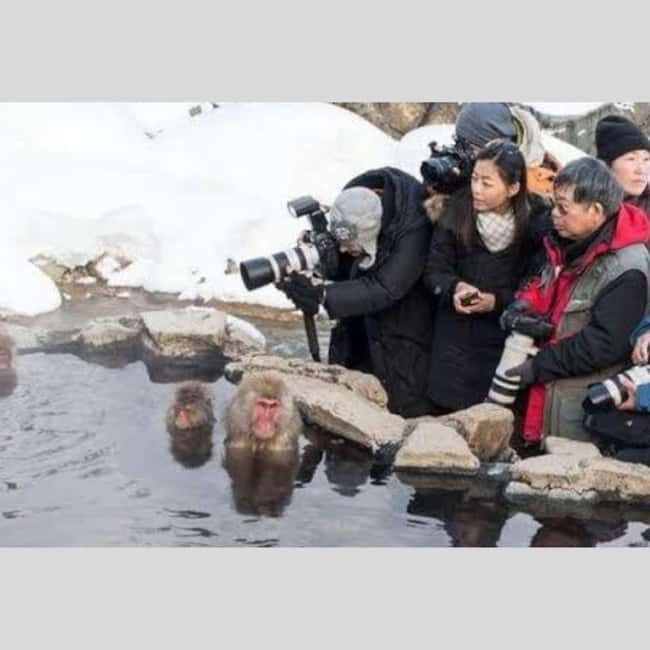 From Tokyo: Snow Monkey Park and Miso Production Day Tour - FAQ