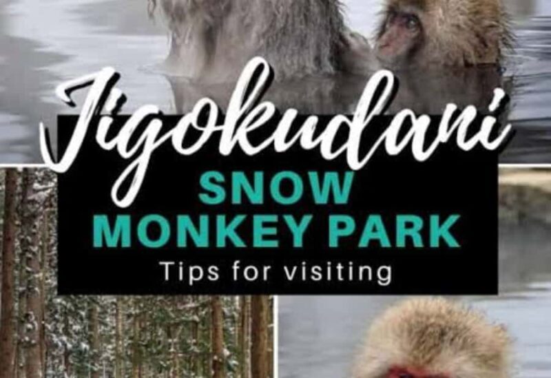 From Tokyo: Snow Monkey Park Private Tour With English Guide - Key Points