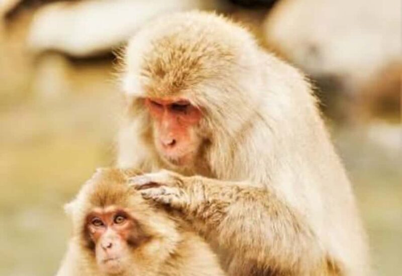 From Tokyo: Snow Monkey Park Private Tour With English Guide - A Detailed Look at the Snow Monkey Tour