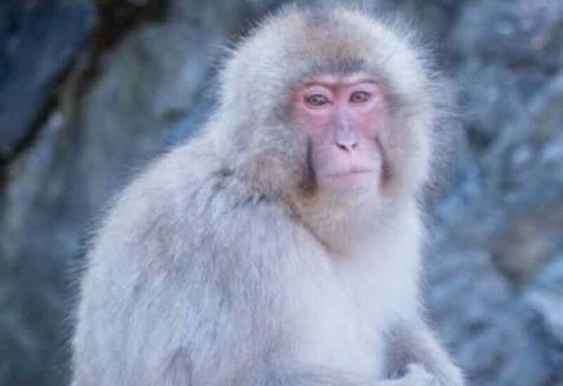 From Tokyo: Snow Monkey Park Private Tour With English Guide - Final Thoughts
