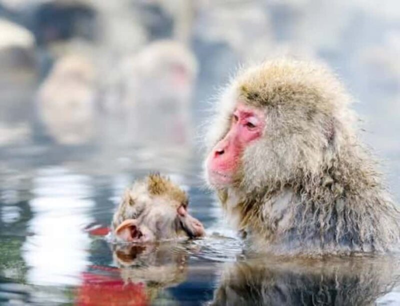 From Tokyo: Snow Monkey & Zenkoji Temple Customizable Tour - Key Points