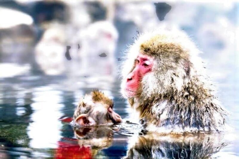 From Tokyo: Snow Monkey & Zenkoji Temple Private Tour - Exploring the From Tokyo: Snow Monkey & Zenkoji Temple Private Tour