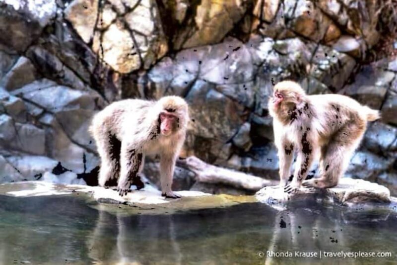 From Tokyo: Snow Monkey & Zenkoji Temple Private Tour - Final Thoughts: Who Is This Tour For?