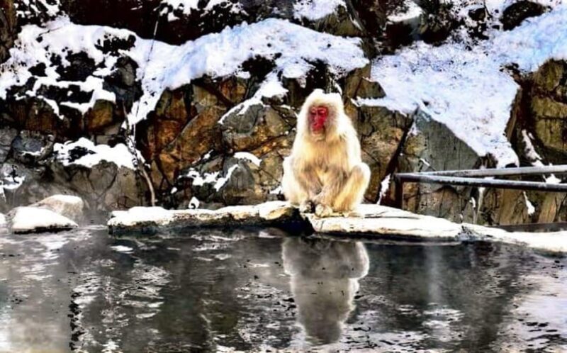 From Tokyo: Snow Monkey & Zenkoji Temple Private Tour - Frequently Asked Questions