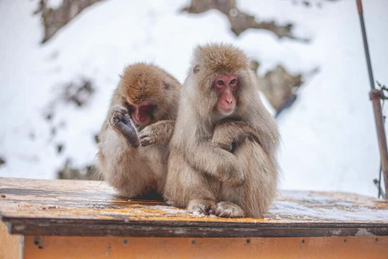 From Tokyo: Snow Monkeys and Zenkoji Temple Day Trip - Key Points