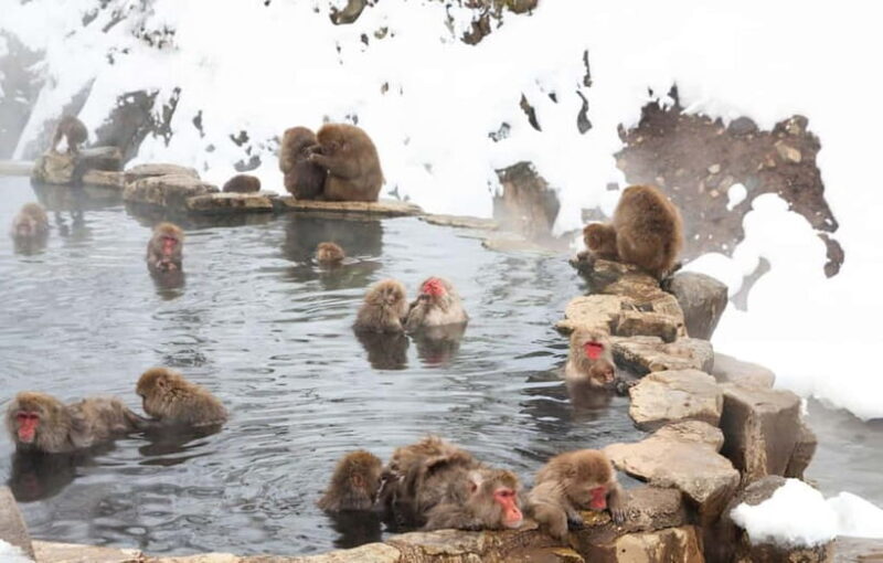 From Tokyo: Snow Monkeys and Zenkoji Temple Day Trip - Transportation and Comfort