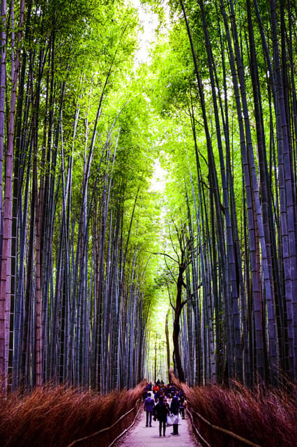 From Tokyo: Tokyo, Kyoto, Osaka, & Nikko Private 7-Day Tour - Who is This Tour Best For?