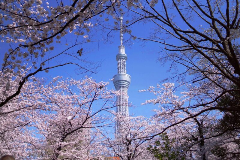From Tokyo: Tokyo, Kyoto, Osaka, & Nikko Private 7-Day Tour - Final Thoughts
