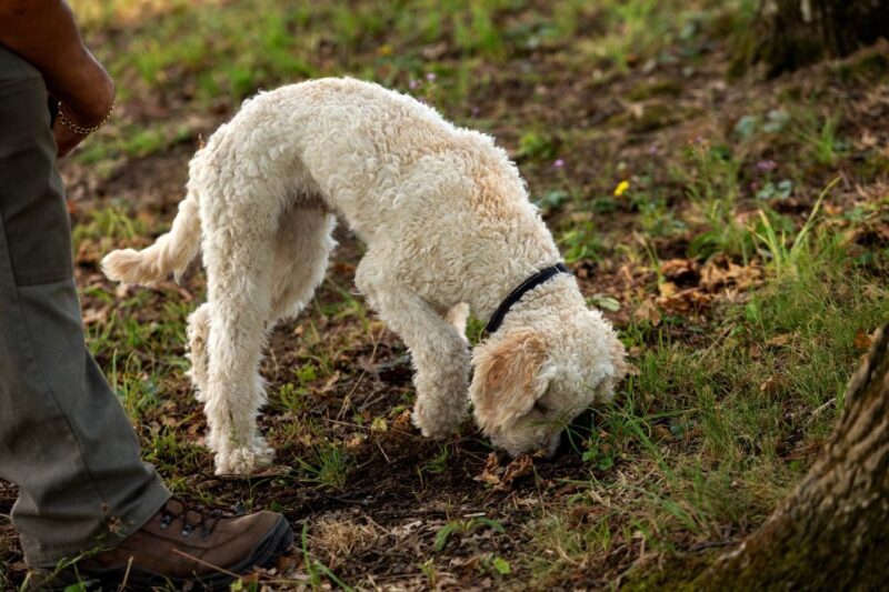 From Tortona: Piedmont Truffle Hunting Experience - A Complete Review of the Piedmont Truffle Hunting Experience