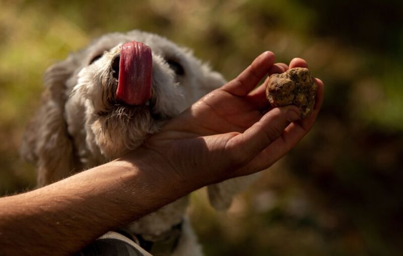 From Tortona: Piedmont Truffle Hunting Experience - FAQs