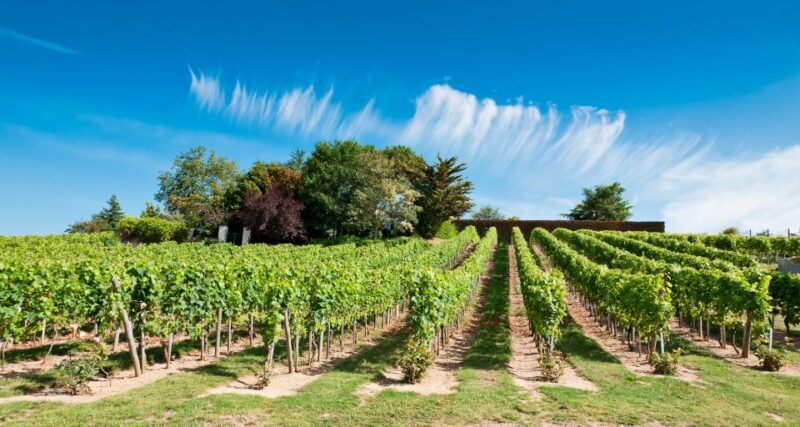 From Tours: Loire Valley Wineries Day Trip with Tastings - The Afternoon: Tasting and Learning