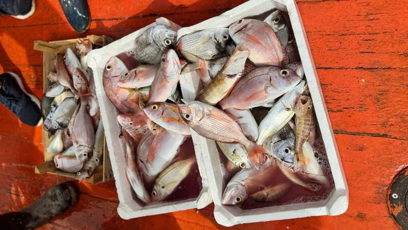 From Trapani: Egadi Islands Full-Day Fishing Trip with Lunch - An In-Depth Look at the Egadi Islands Fishing Trip