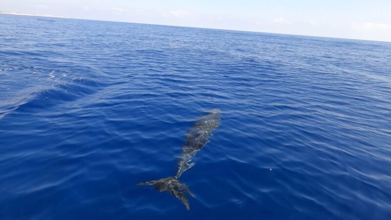 From Trapani: Full-Day Sailboat Trip to Favignana & Levanzo - Frequently Asked Questions