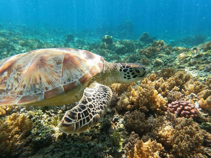 From Trawangan: Snorkling, Statue, and Visit Turtle Sactuary - Discovering the Gili Islands on a Snorkeling Adventure